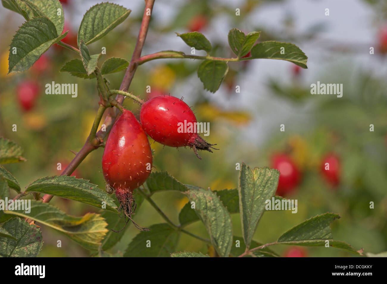 Apple Rose, Soft Leaved Rose, hip, hips, fruit, Apfel-Rose, Apfelrose ...