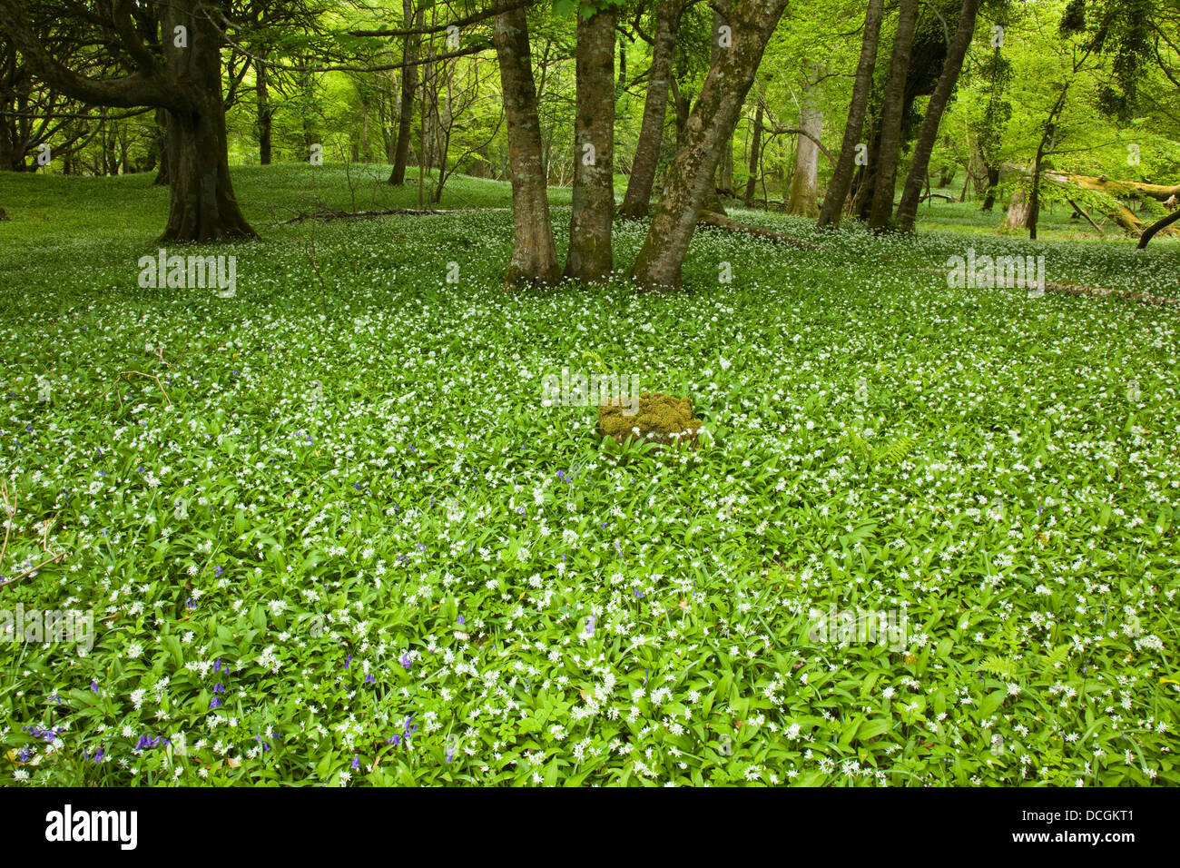 Wild Garlic Blooming In Killarney Forest; Killarney, County Kerry ...