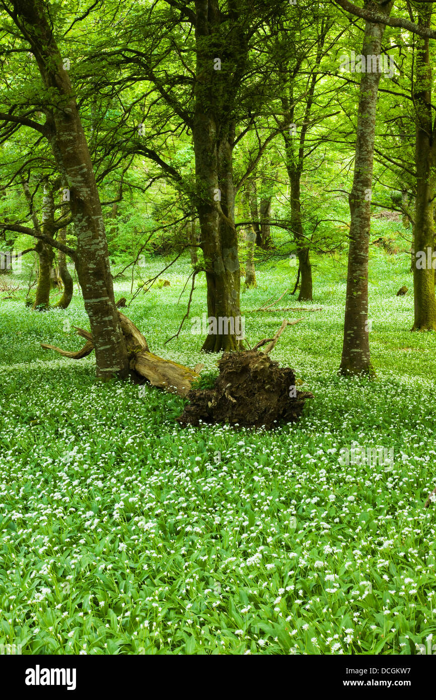 Wild Garlic Growing Amongst The Trees In Killarney Forest; Killarney ...