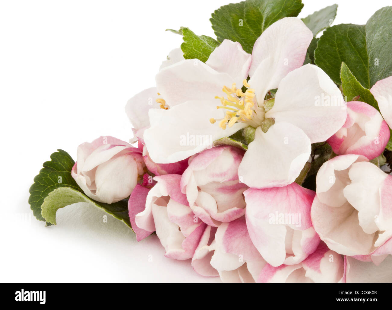 Real blossom floral hi-res stock photography and images - Alamy