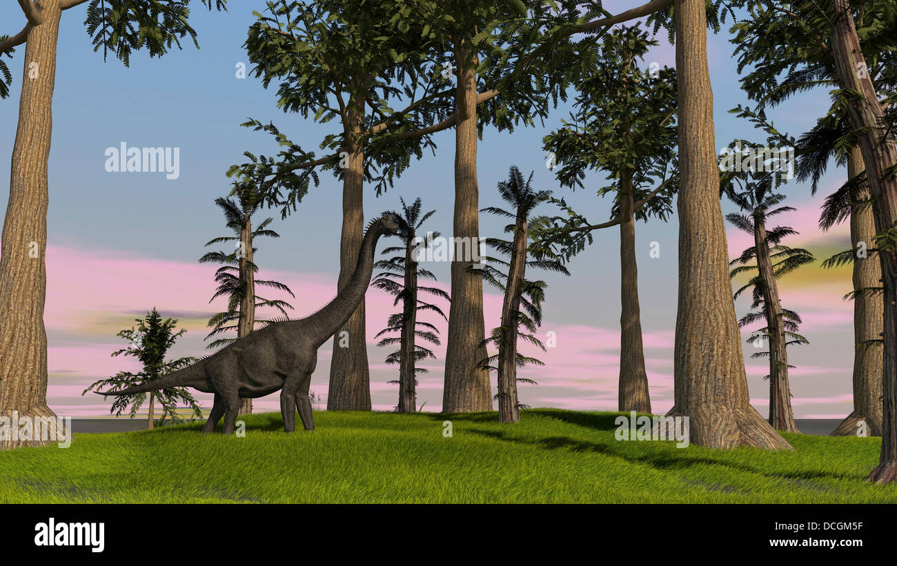 Large Brachiosaurus grazing among trees Stock Photo - Alamy