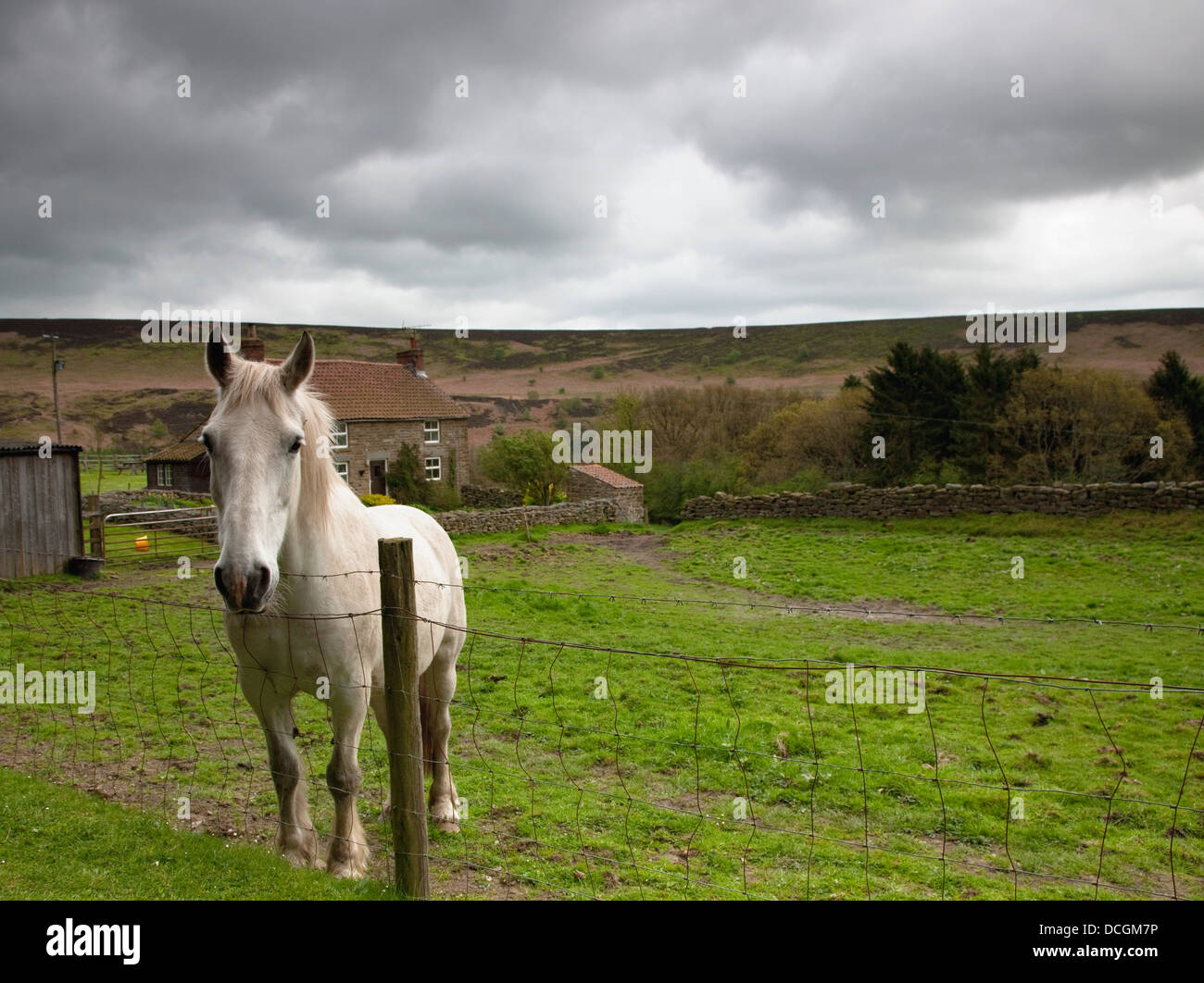 Peering Over Fence Stock Photos & Peering Over Fence Stock Images - Alamy