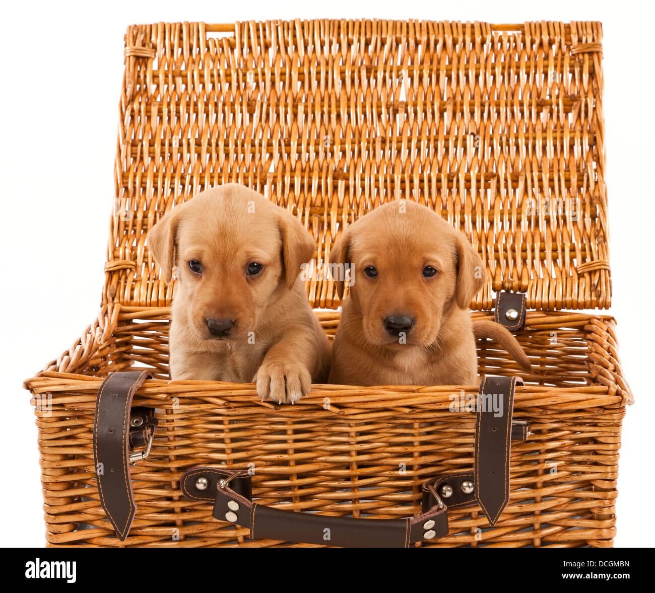 Two Labrador puppies in a basket Stock Photo - Alamy
