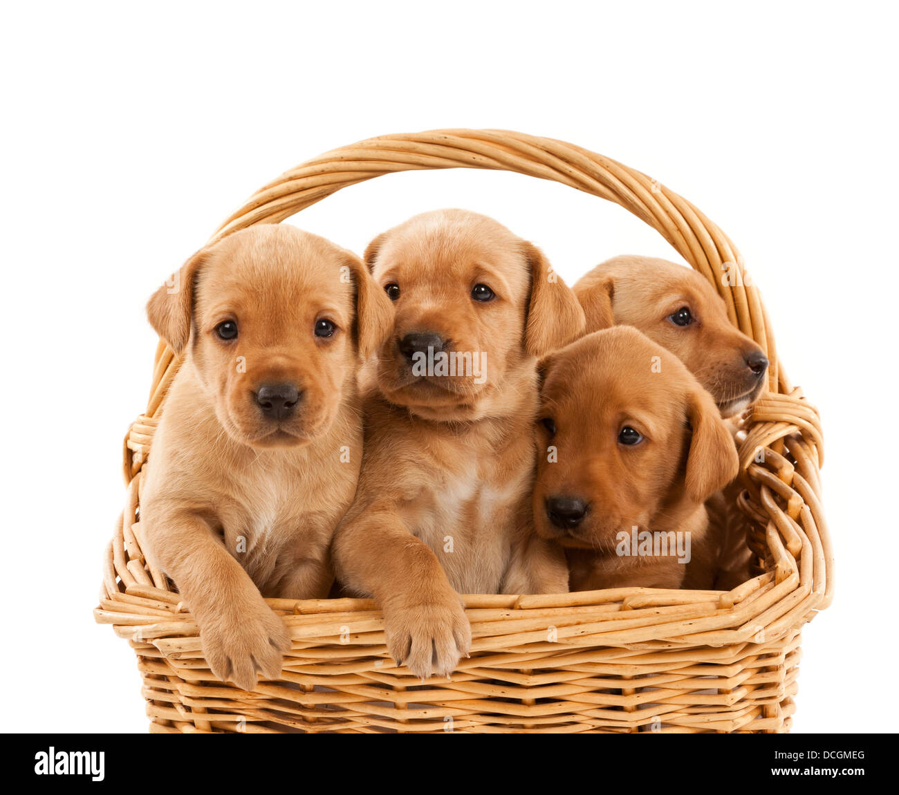 Four Labrador puppies in a basket on a white background Stock Photo - Alamy