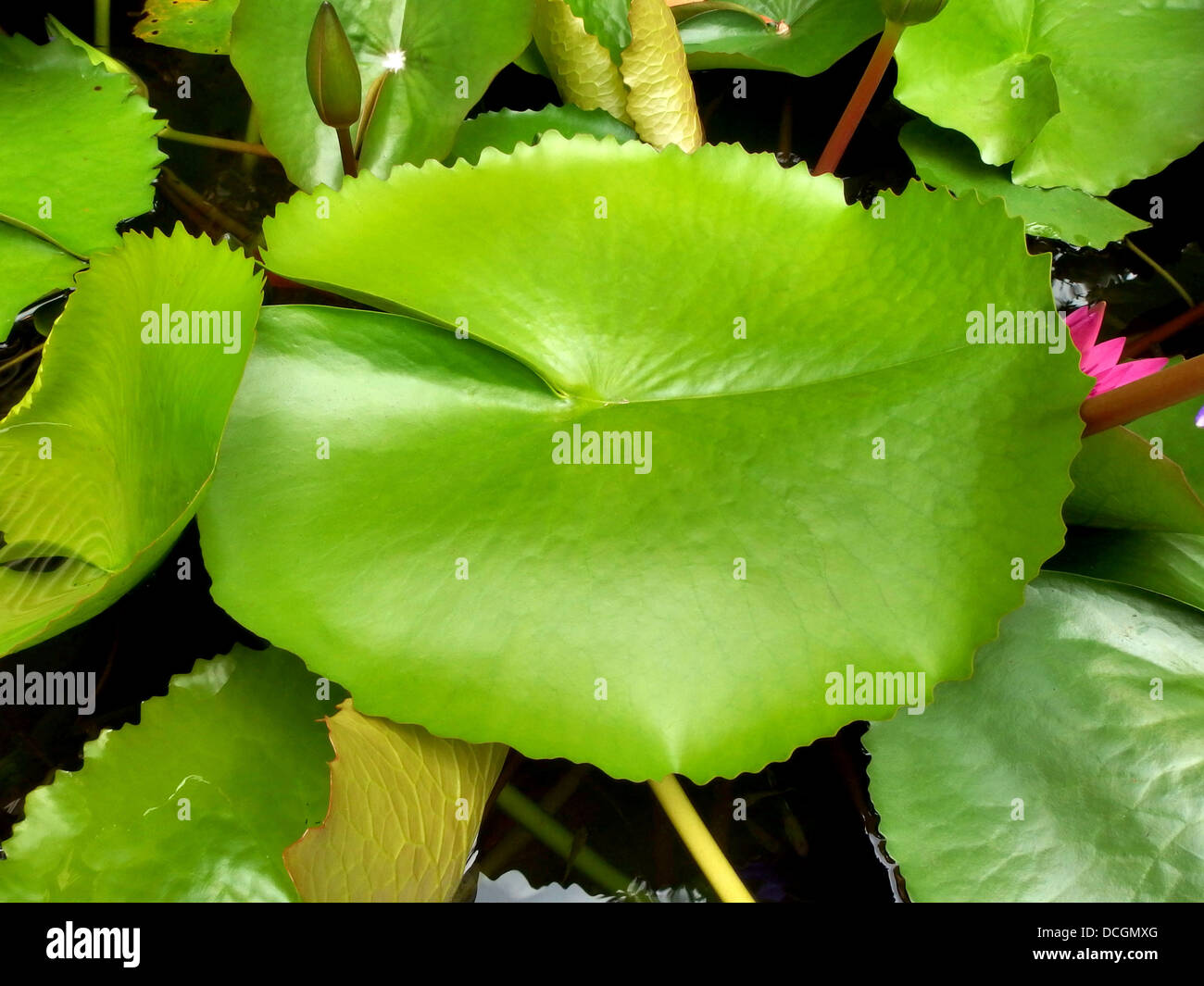Lotus leaf background Stock Photo - Alamy