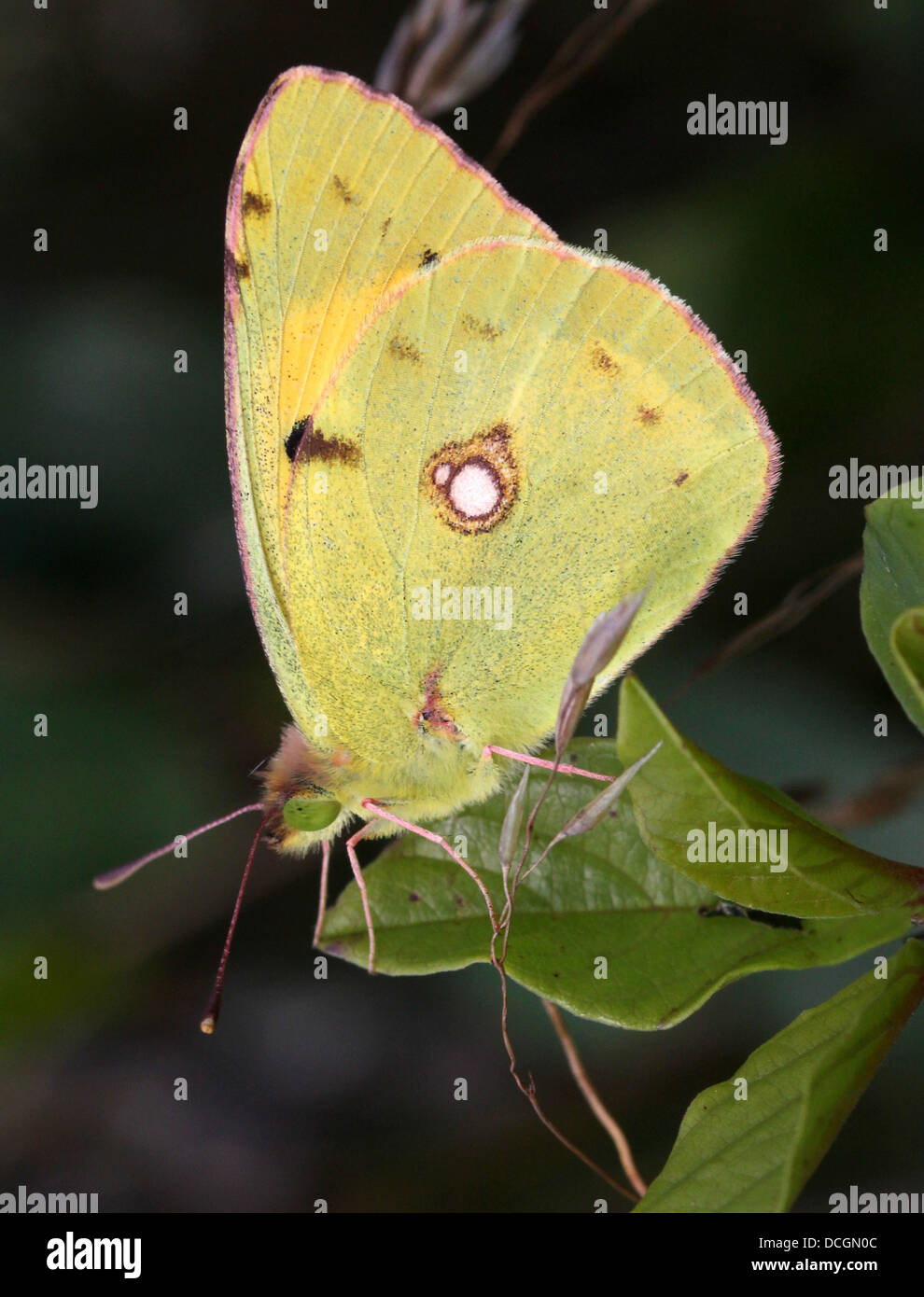 European Common or Dark Clouded Yellow butterfly (Colias croceus ...