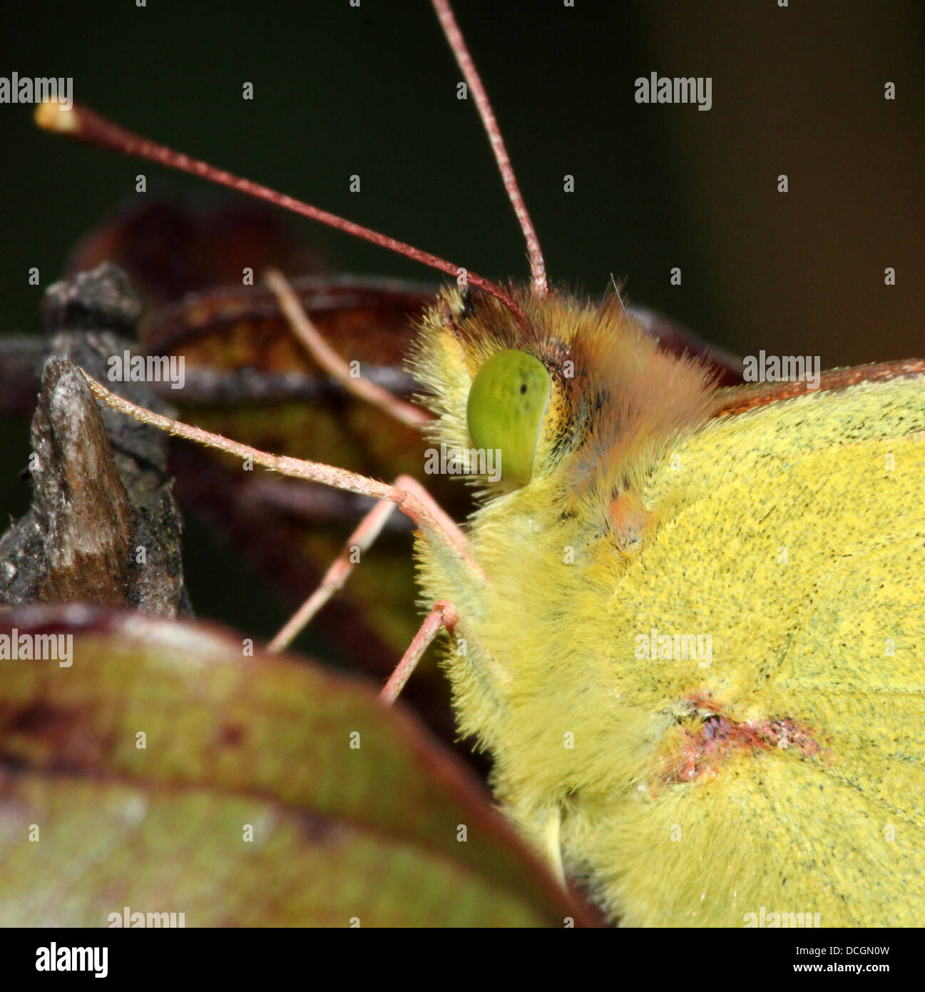European Common or Dark Clouded Yellow butterfly (Colias croceus Stock ...