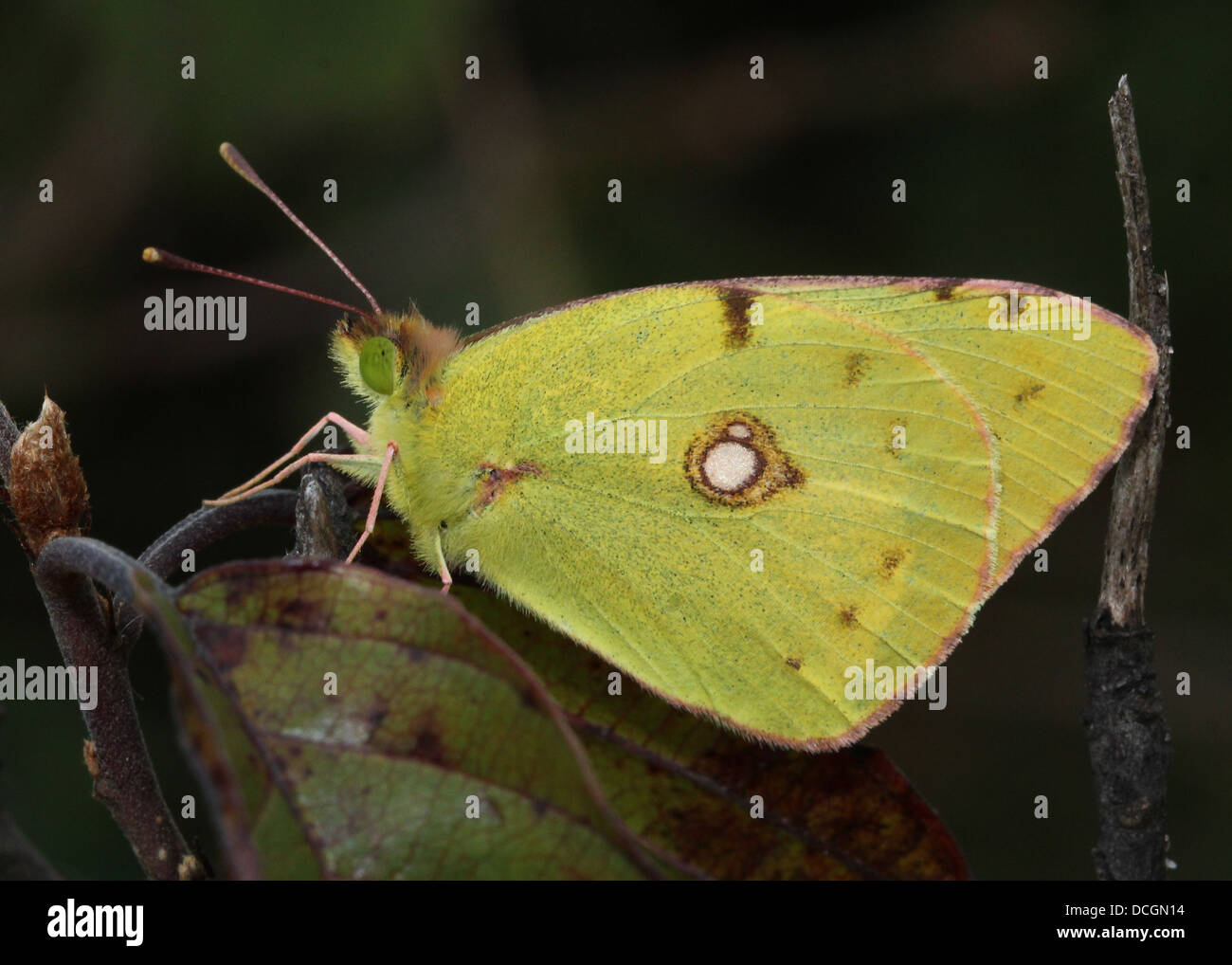 European Common or Dark Clouded Yellow butterfly (Colias croceus Stock ...