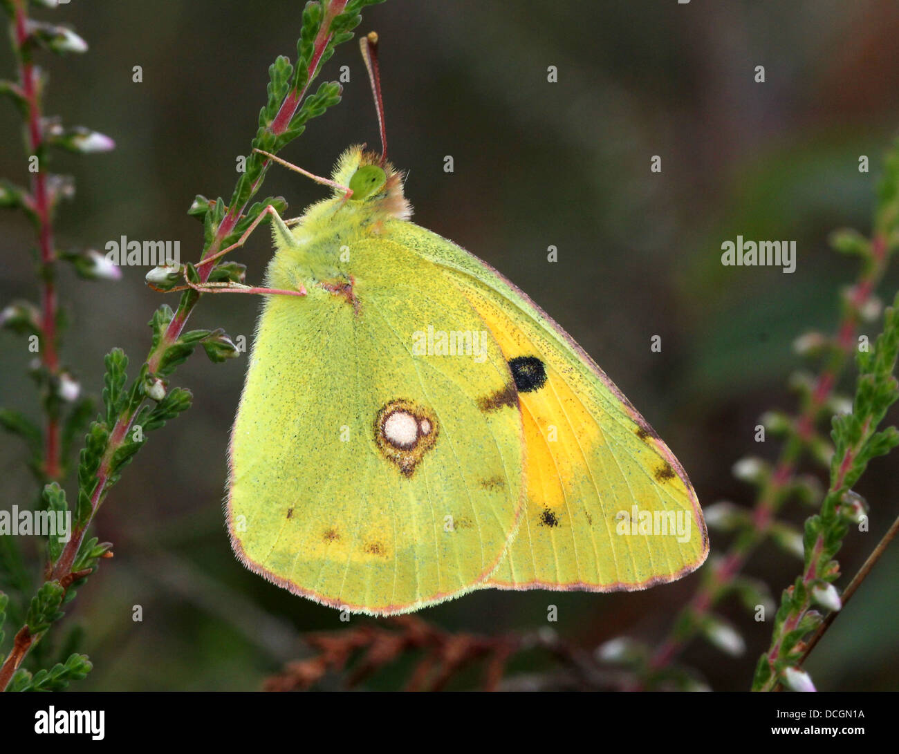 European Common or Dark Clouded Yellow butterfly (Colias croceus Stock ...