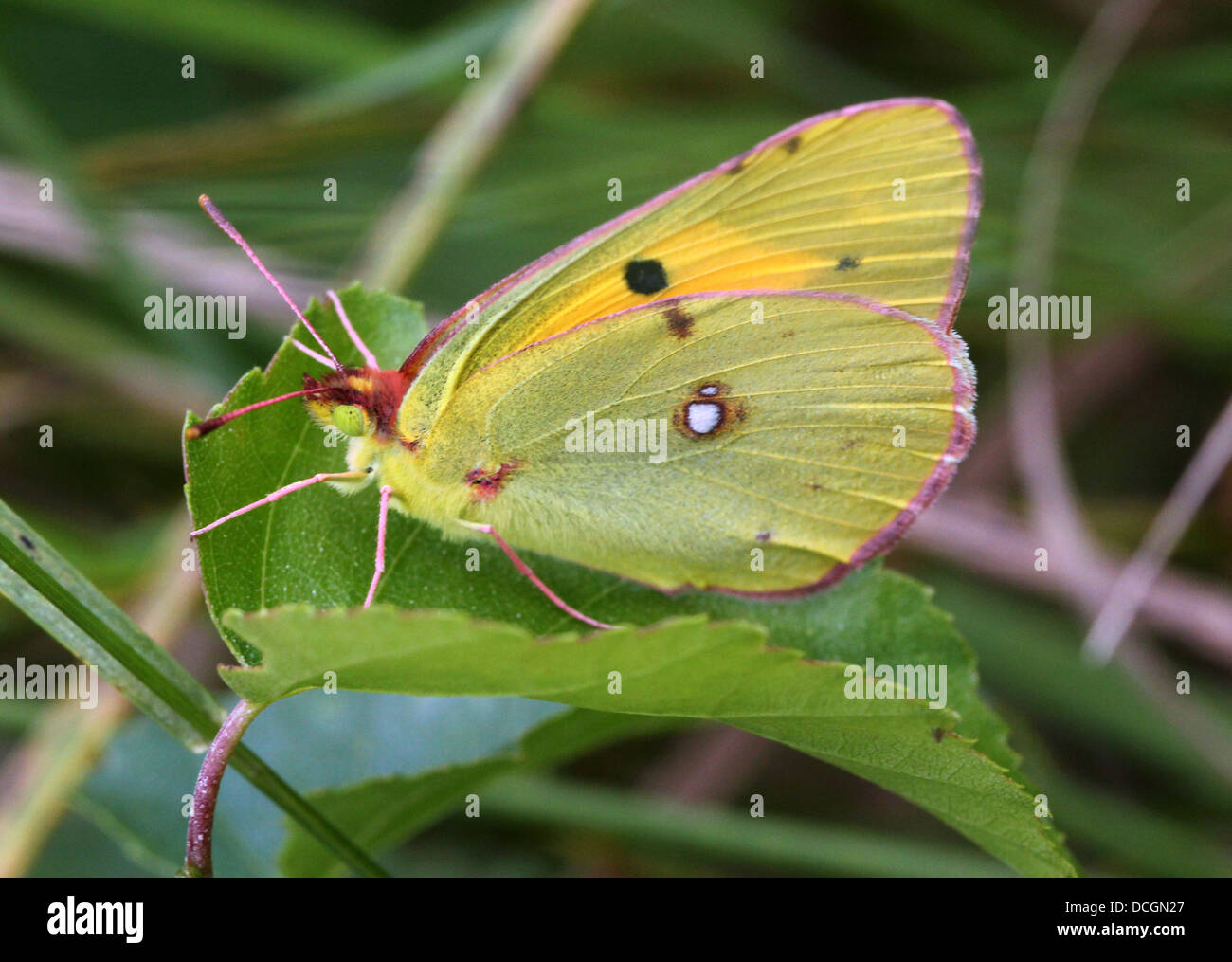 European Common or Dark Clouded Yellow butterfly (Colias croceus Stock ...