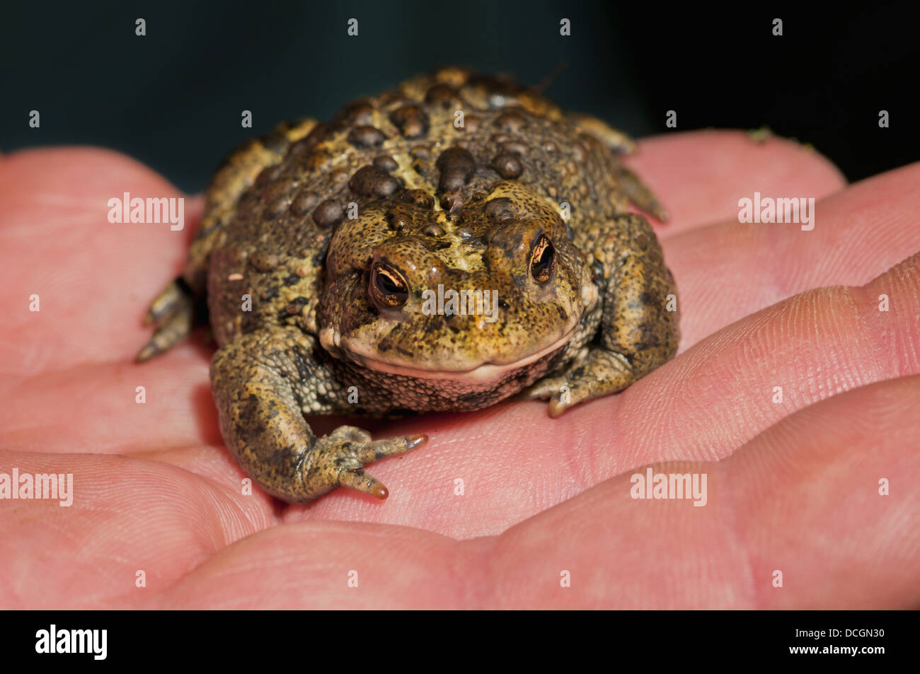 Close-Up Of Hand Holding Boreal Toad; Edmonton, Alberta, Canada Stock ...