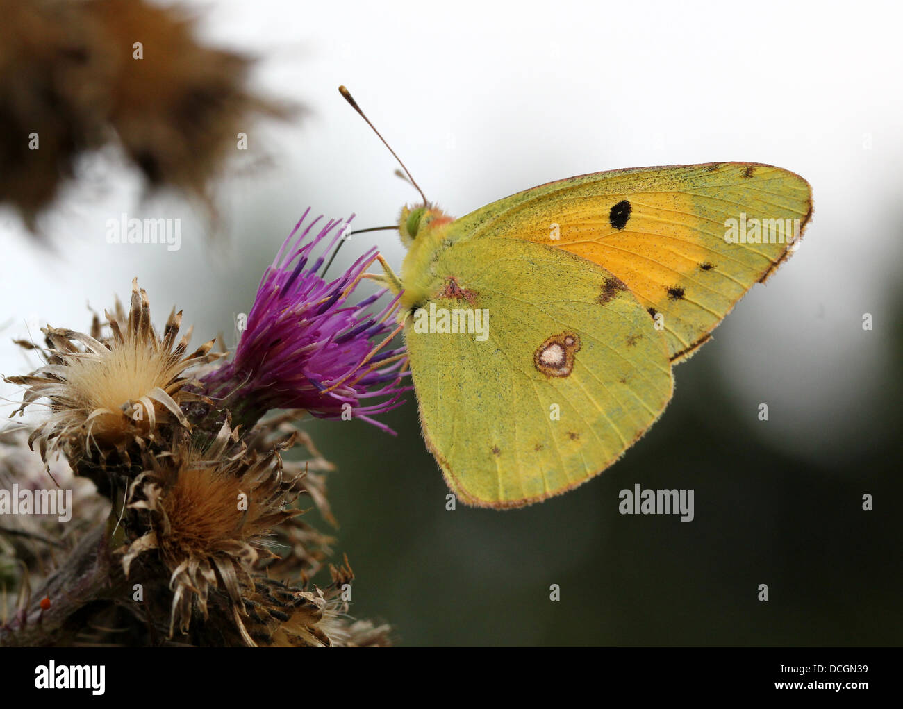 European Common or Dark Clouded Yellow butterfly (Colias croceus ...