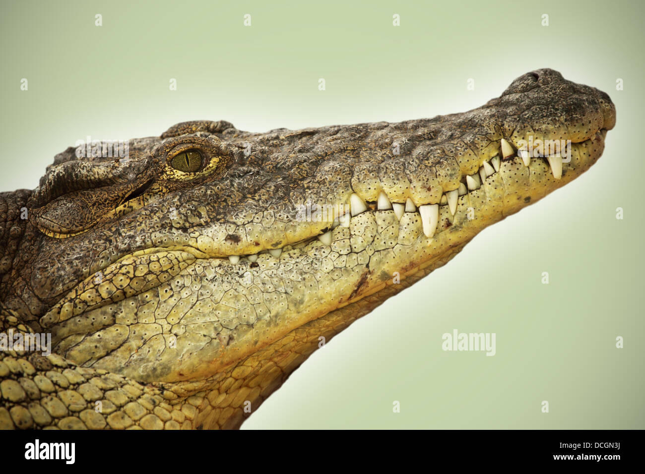 Picture of the head of an dangerous alligator Stock Photo - Alamy