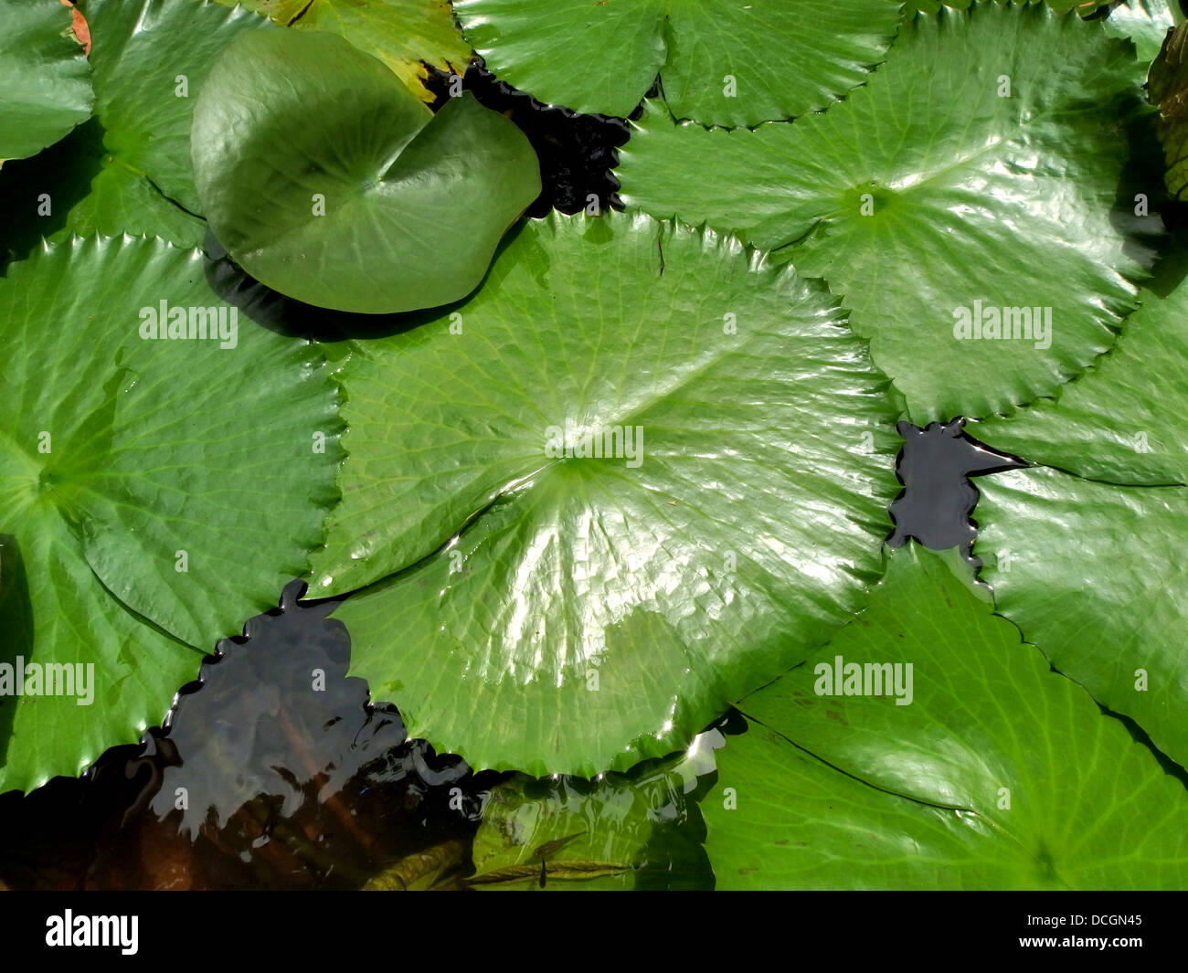 Lotus leaf background Stock Photo - Alamy