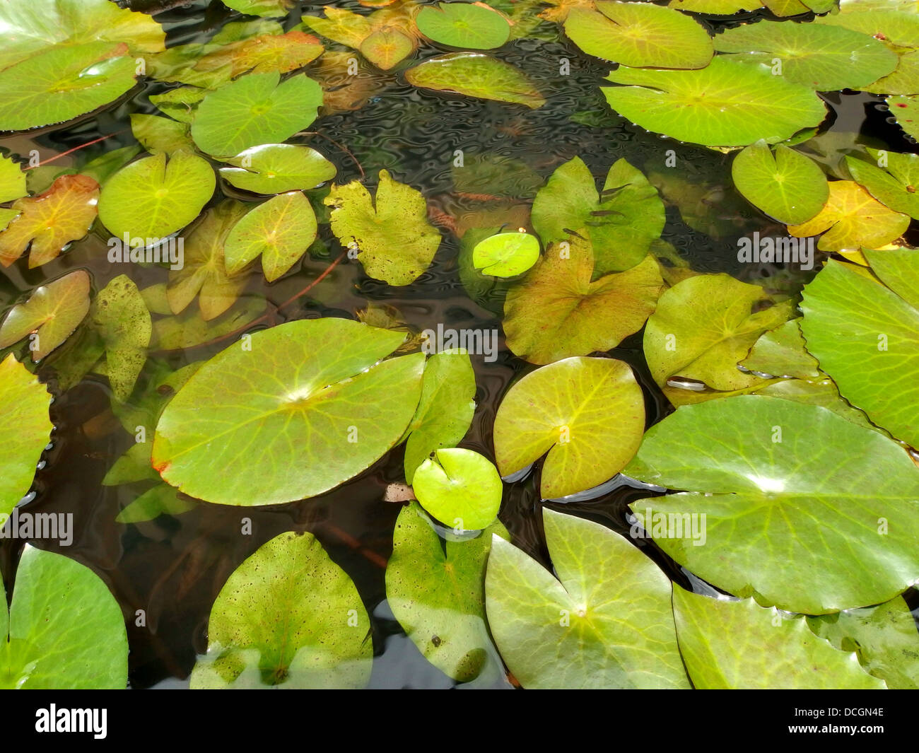Lotus leaf background Stock Photo - Alamy