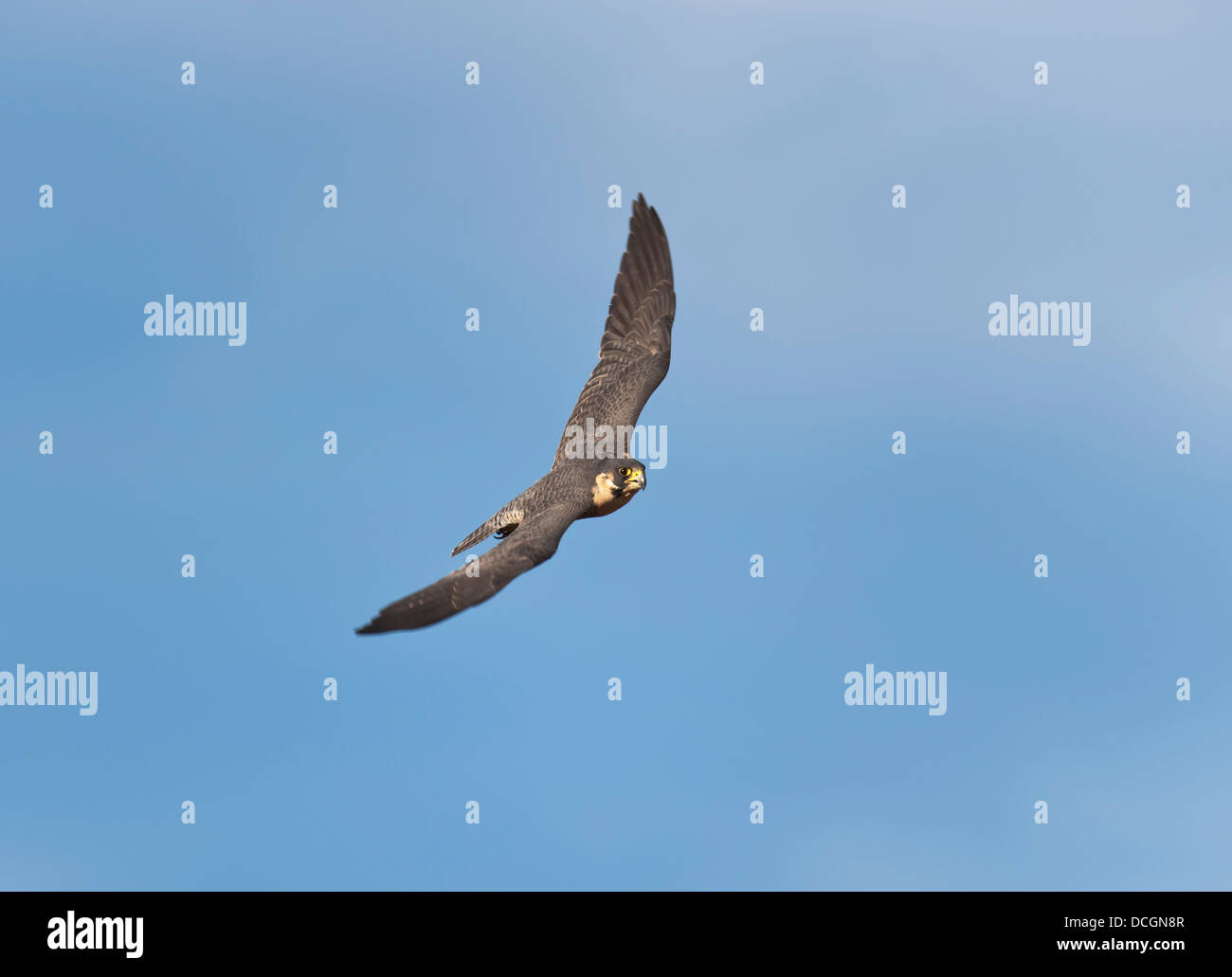 Peregrine Falcon (Falco Peregrinus) In Rapid Flight; Montana, United ...