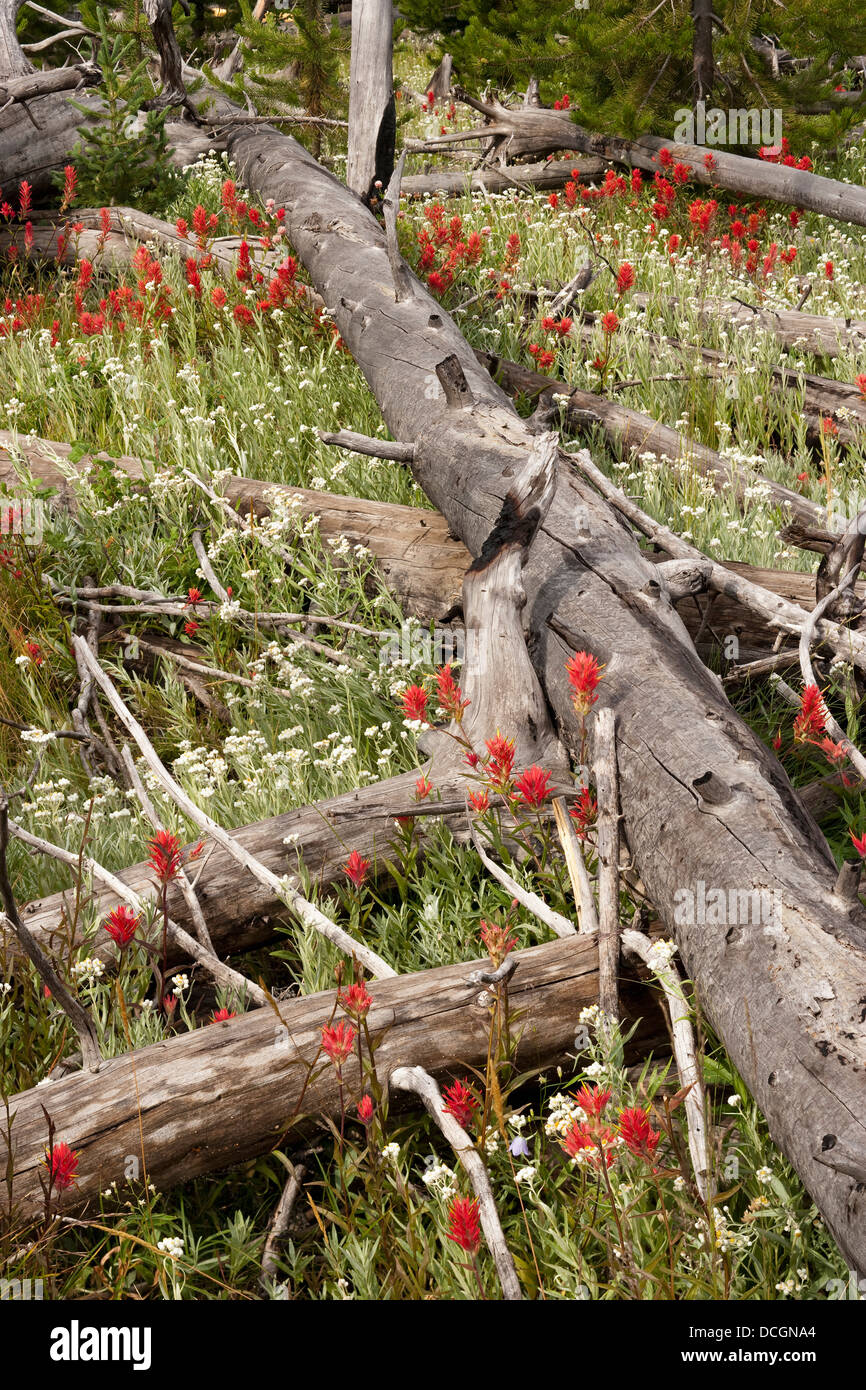 Wildflowers And Regrowth Pine Trees Grow Prolifically Among Logs 17 ...