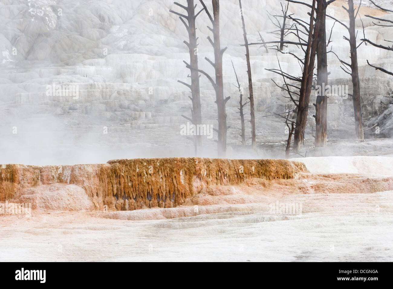 Steaming Mineral Terraces At Mammoth Hot Springs With Trees Killed By ...