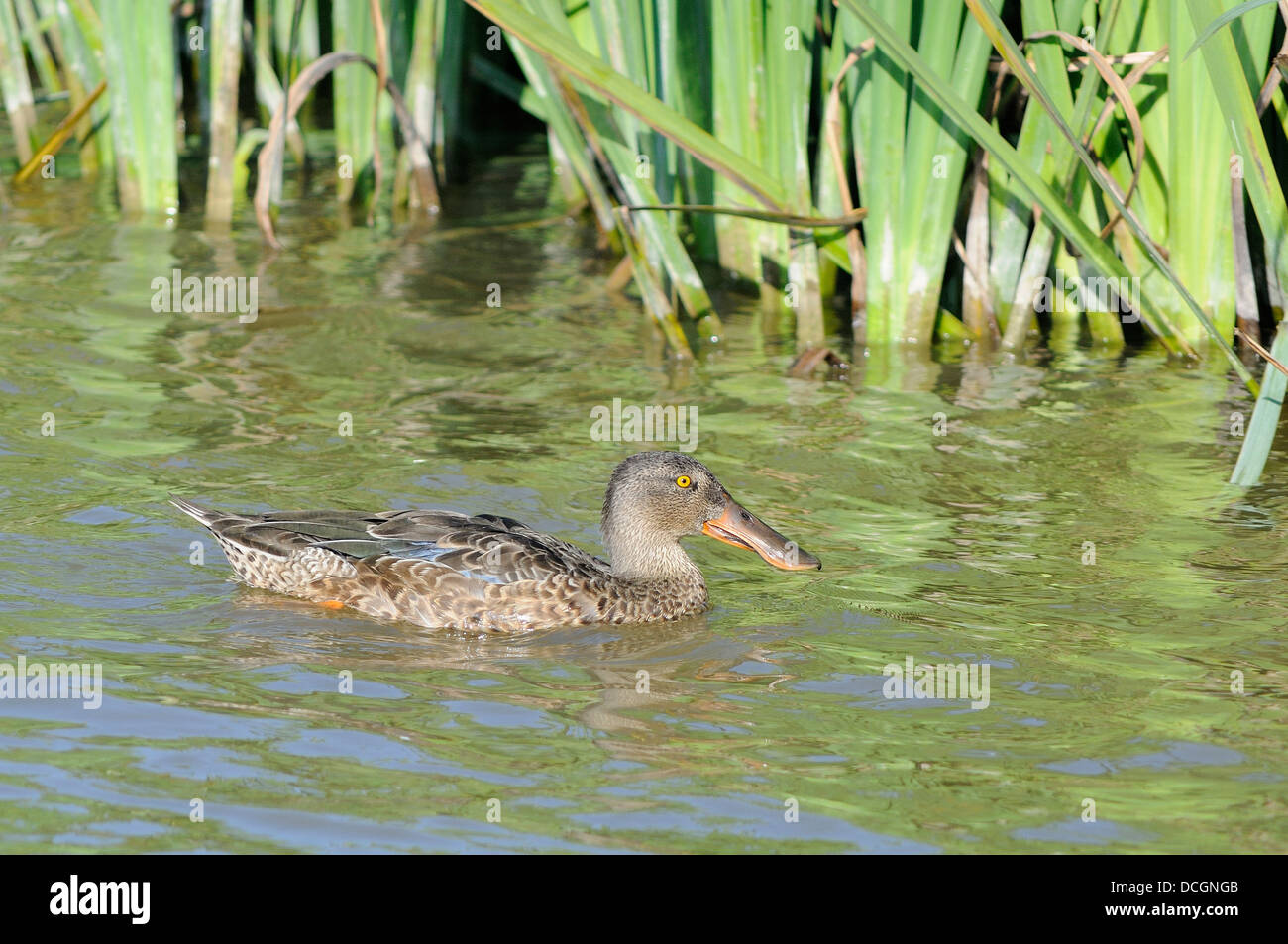 Male european northern shoveler duck hi-res stock photography and ...