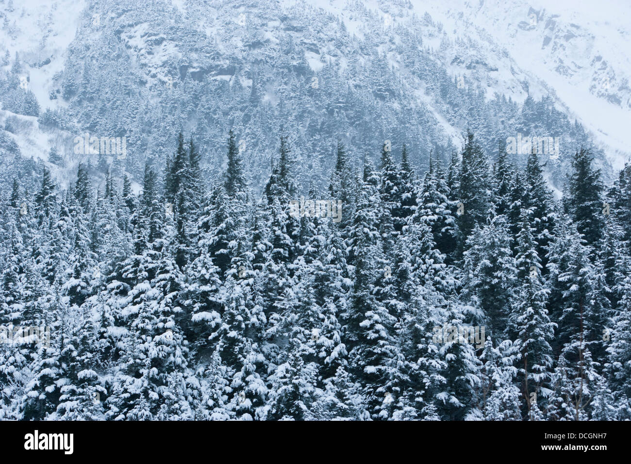 Conifer Forest Shrouded In Snow And Fog With Mountain Backdrop, Along ...
