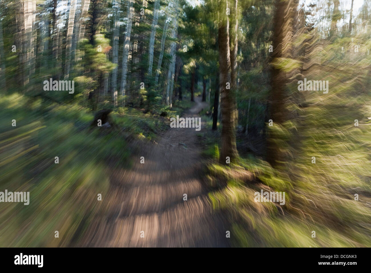 Motion Blur Effect With Forest Trail Gives A Feeling Of Speed And ...