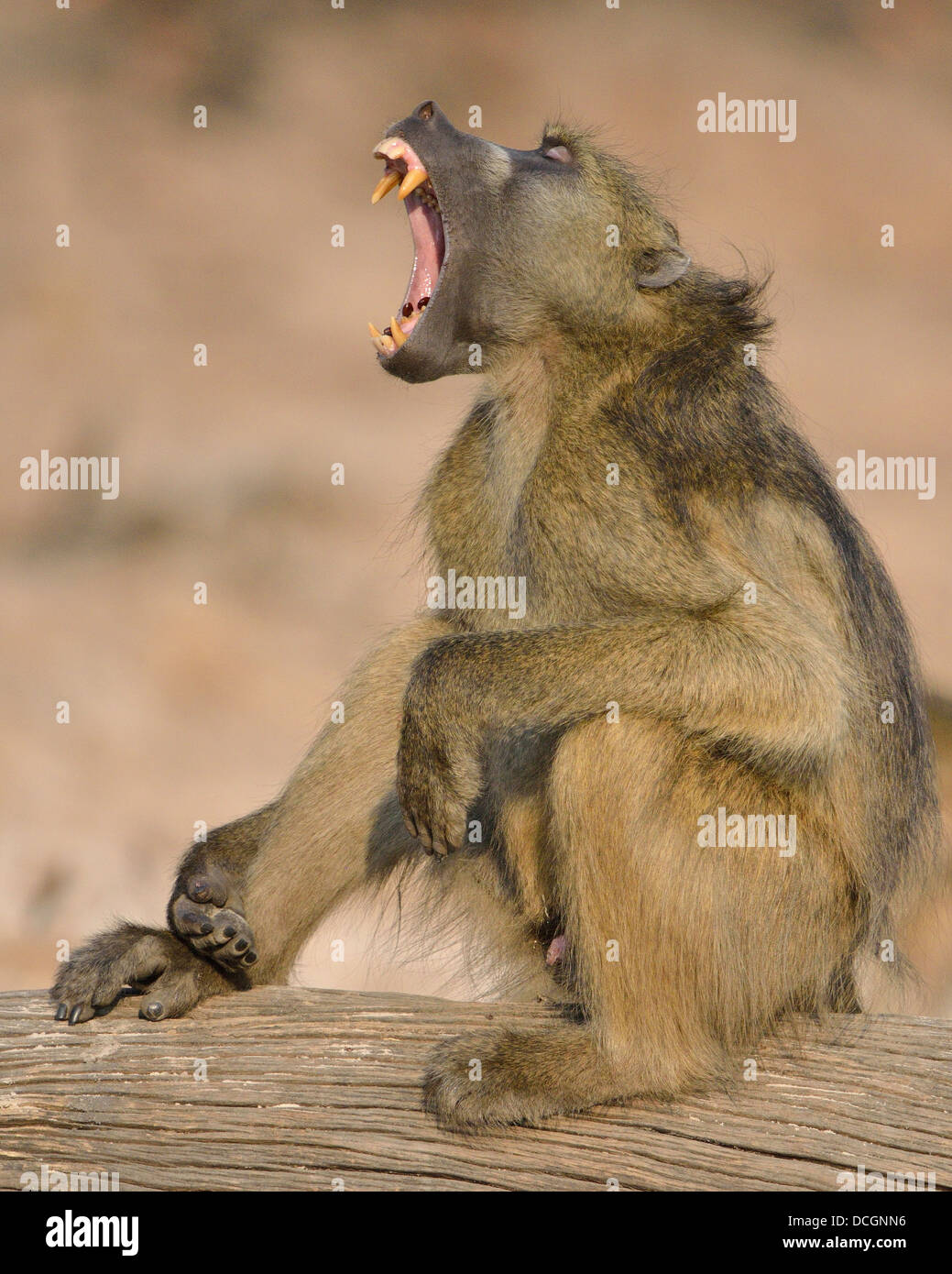 Chacma Baboon photographed in Southern Africa showing its teeth while ...