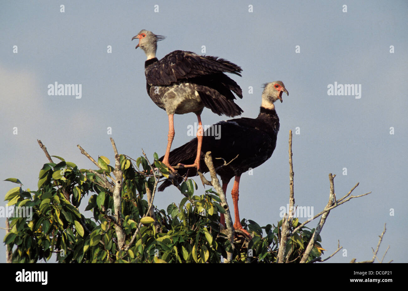 The Horned Screamer Anhima cornuta which occurs in wetlands of tropical ...