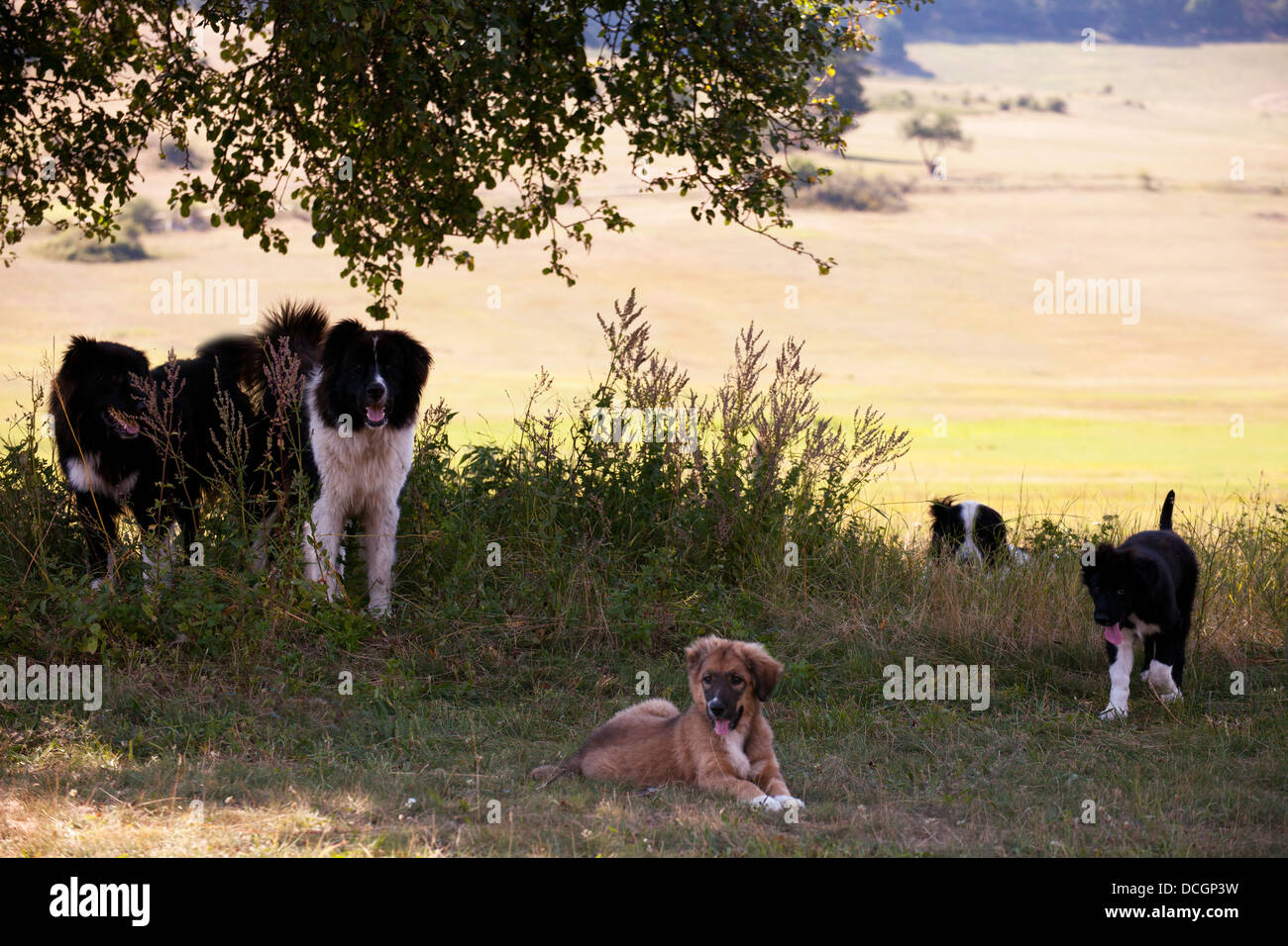 Bulgarian German Shepherd Dog