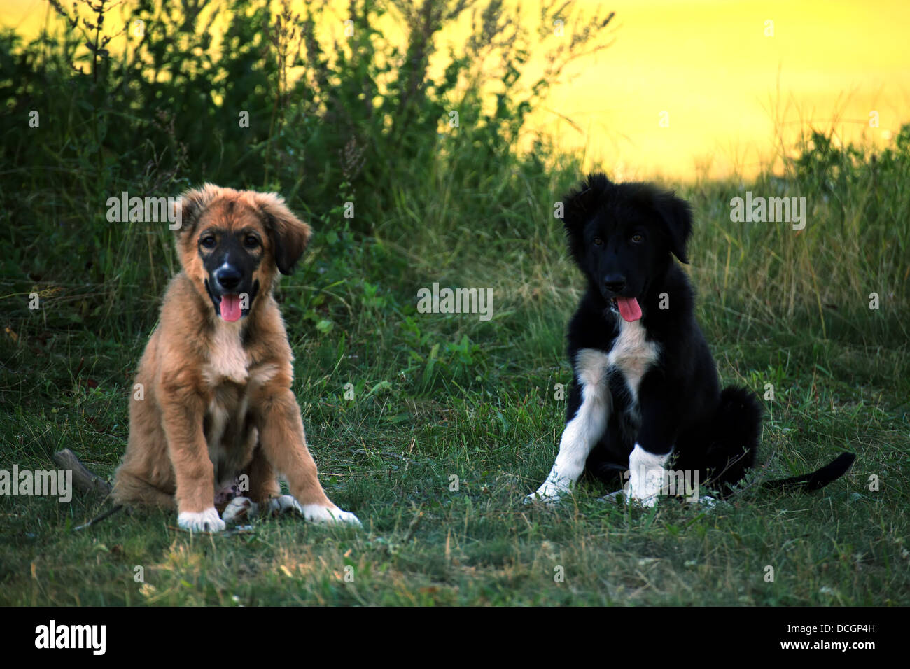 Are Bulgarian Shepherd Dogs Easy To Train