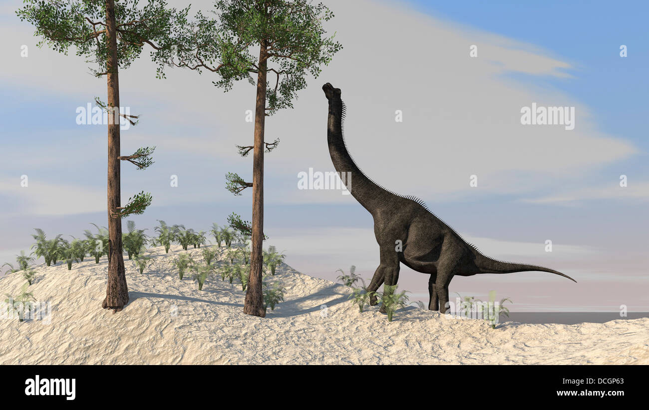 Large Brachiosaurus grazing on tall trees Stock Photo - Alamy