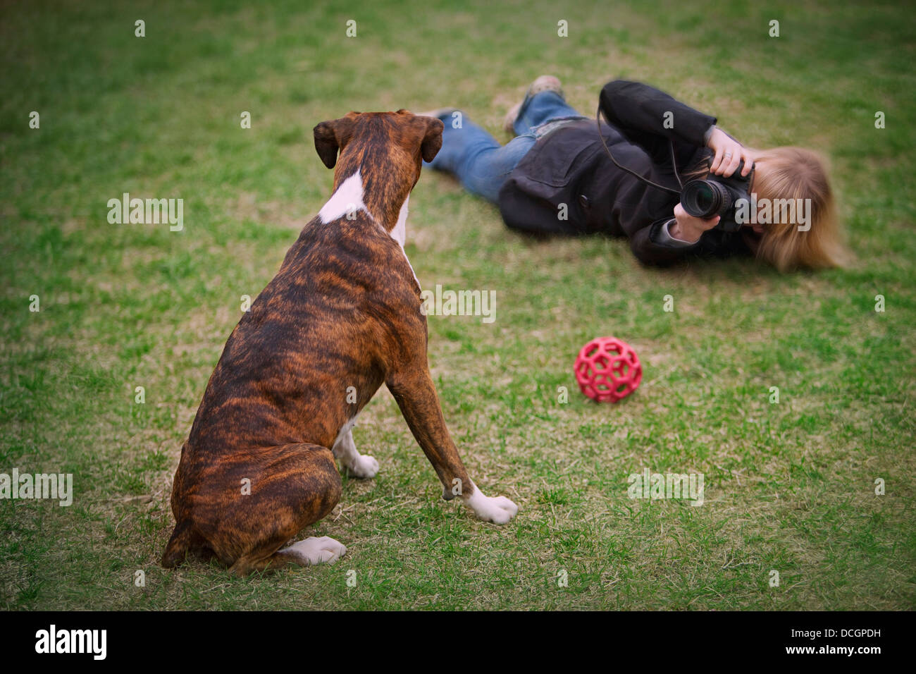 Boxer dog posing for a picture hi-res stock photography and images - Alamy