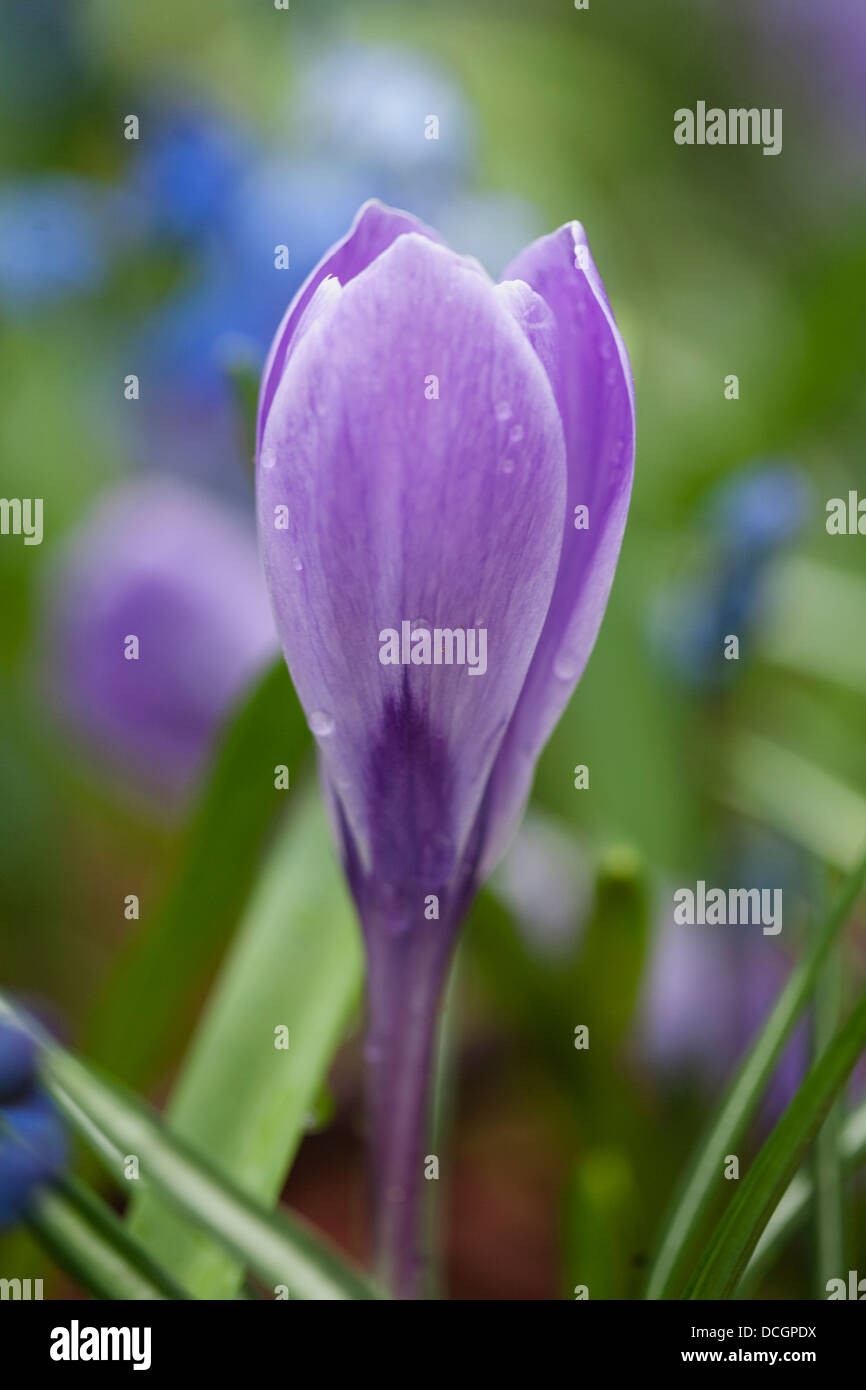 A Closed Purple Flower Stock Photo - Alamy