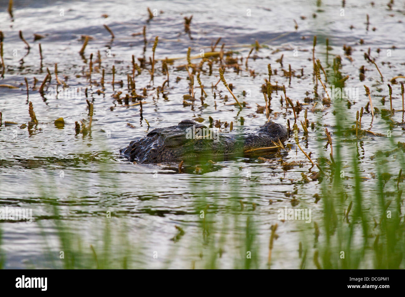 American Alligator Hunting Stock Photo - Alamy