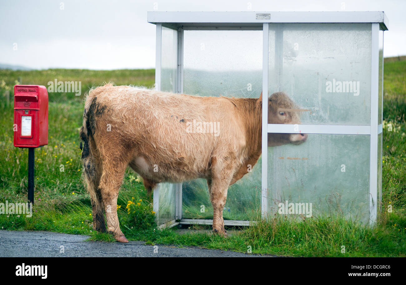 Funny highland cow hi-res stock photography and images - Alamy