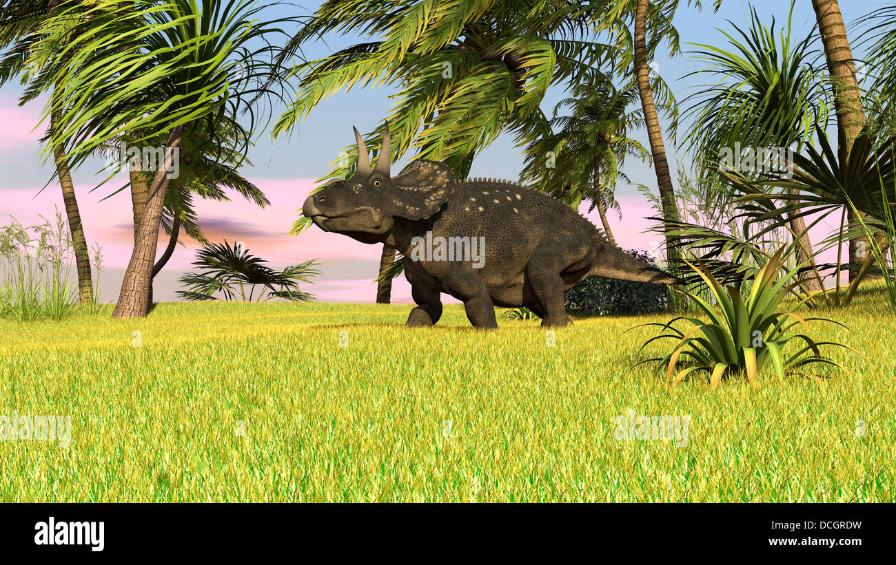 Triceratops roaming a tropical environment Stock Photo - Alamy