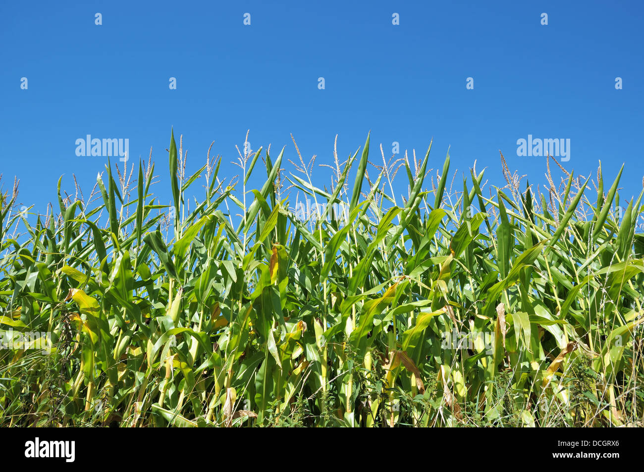 Beginning of corn field in clear autumn day Stock Photo - Alamy