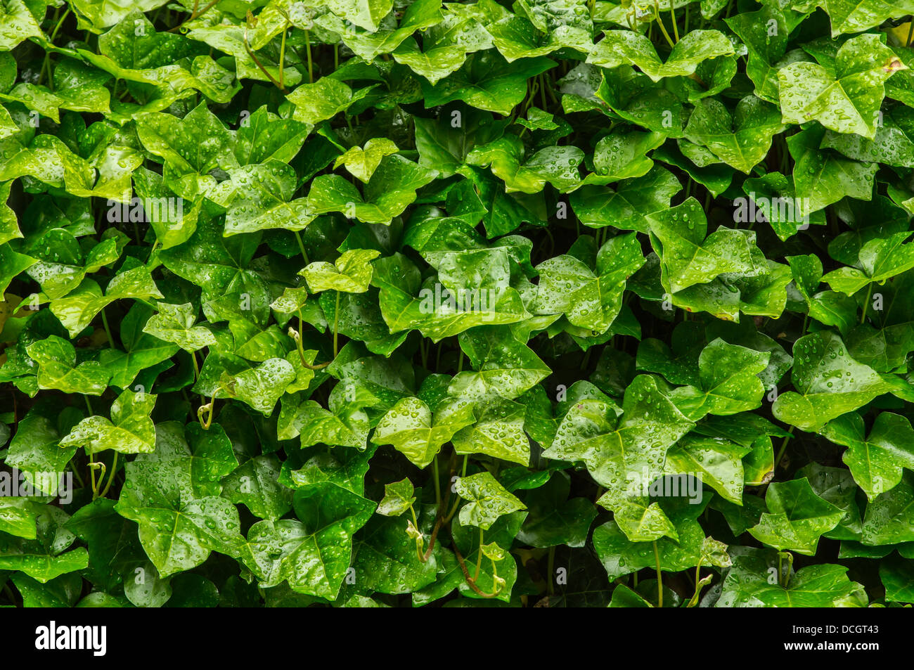 Wet vine leaves hi-res stock photography and images - Alamy