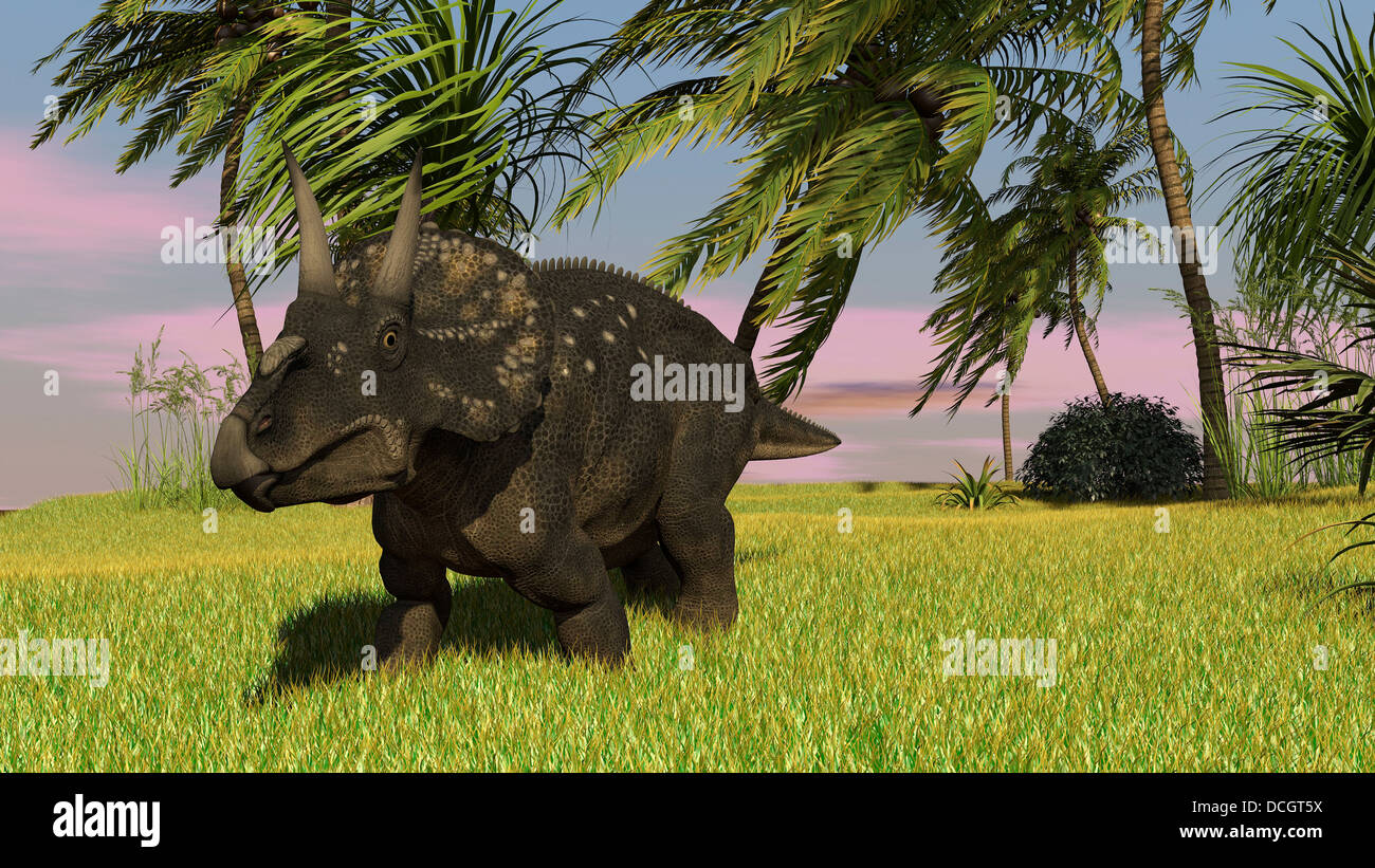 Triceratops roaming a tropical environment Stock Photo - Alamy