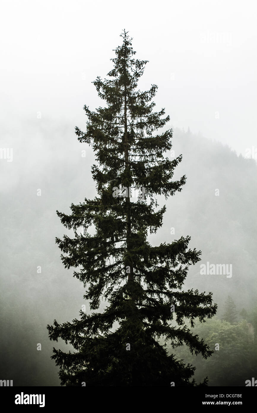 Beautiful green forest, mist scene from Sumela Monastry at Trabzon ...