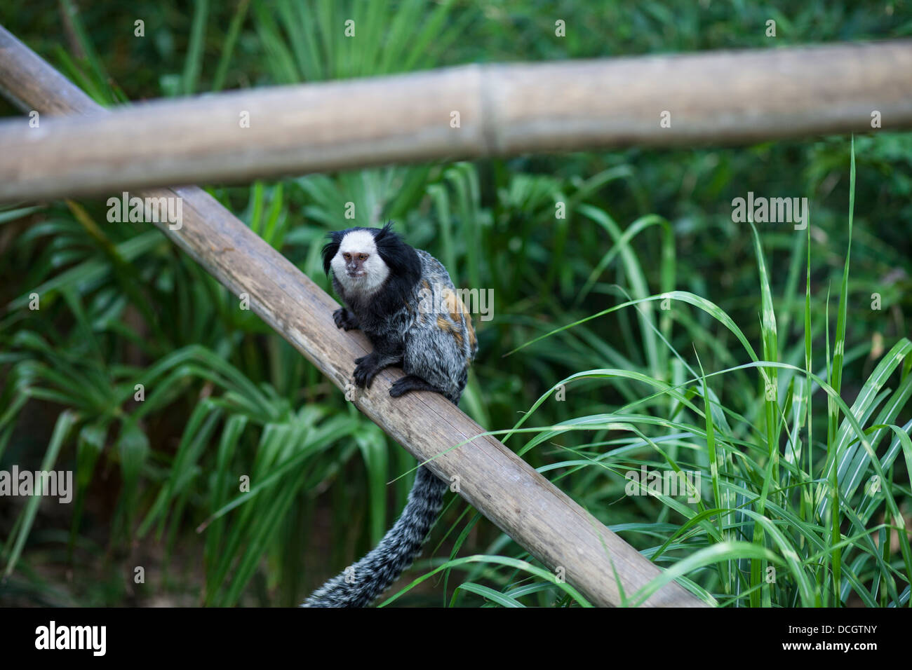 Small monkey hi-res stock photography and images - Alamy