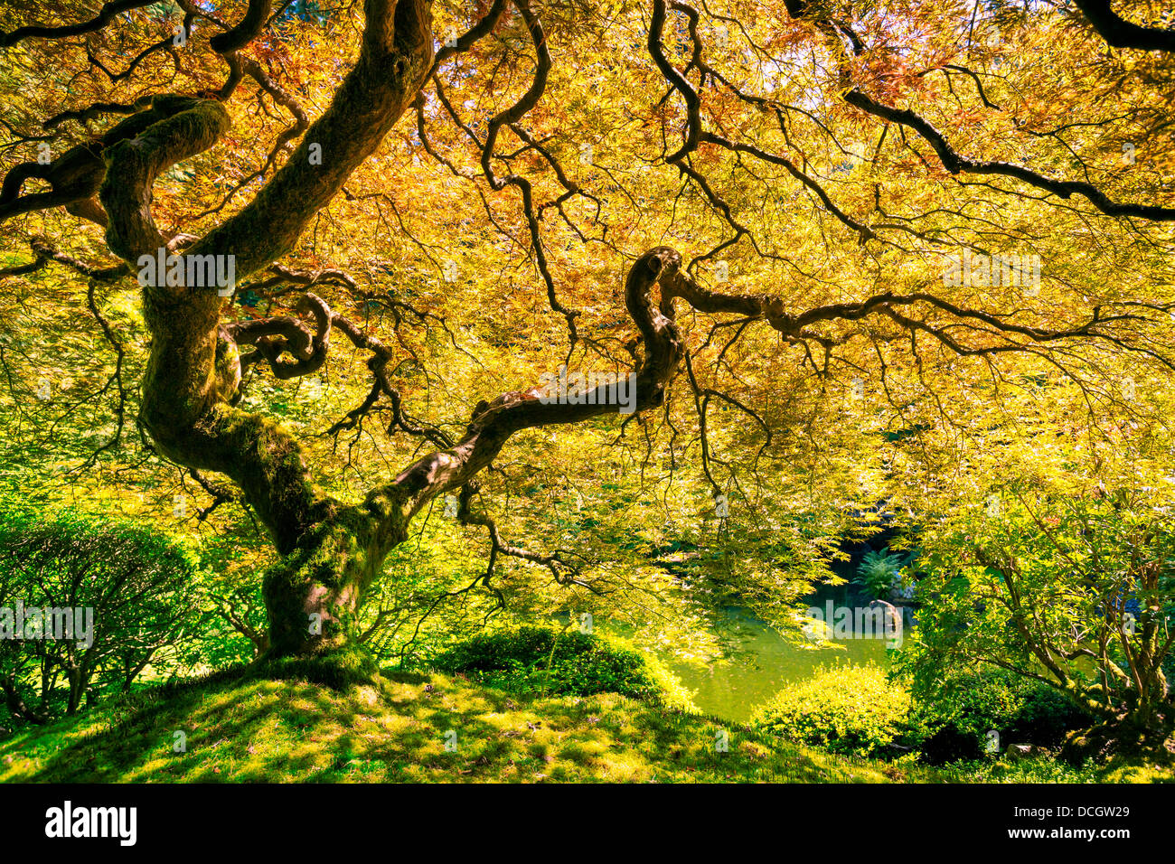 Amazing Green Japanese Maple Tree, Nature Garden Stock Photo - Alamy