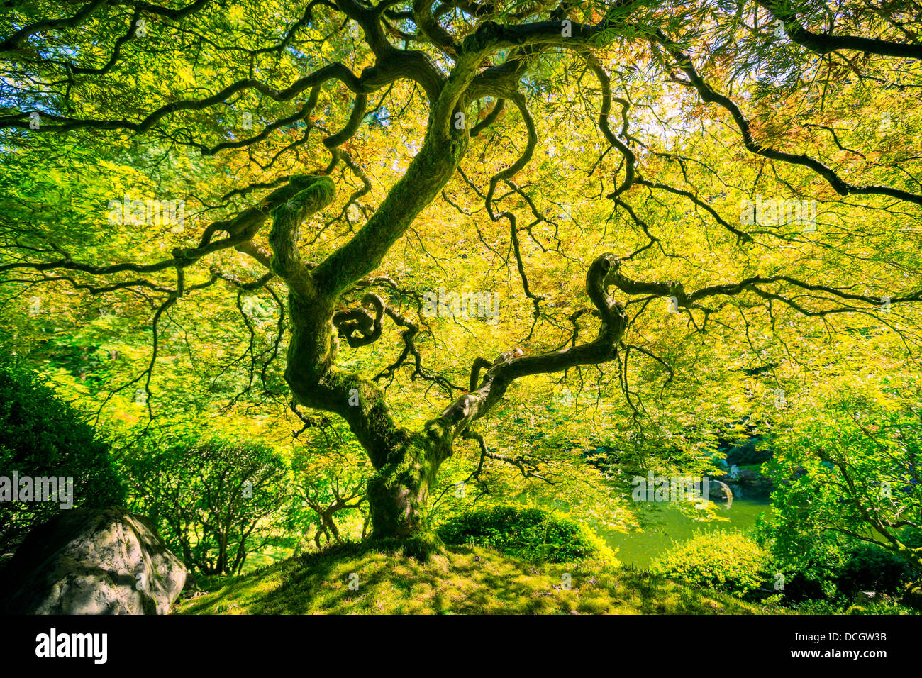Amazing Green Japanese Maple Tree, Nature Garden Stock Photo - Alamy