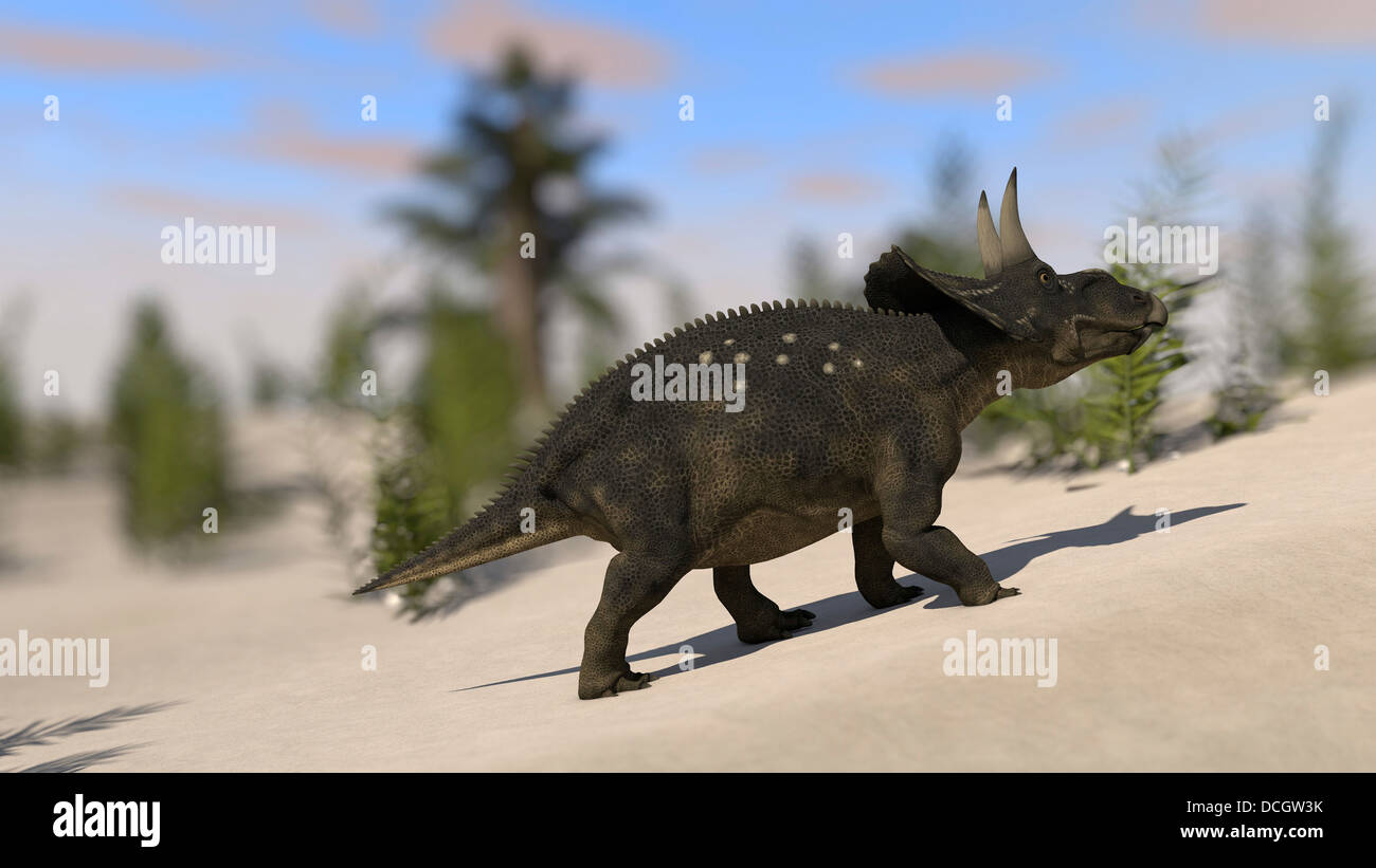 Triceratops roaming a prehistoric landscape Stock Photo - Alamy