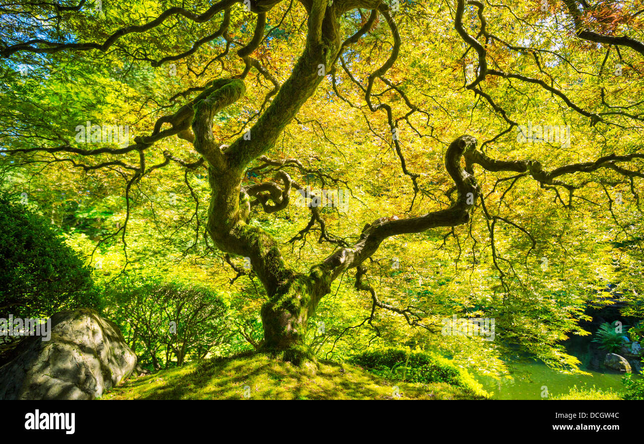 Amazing Green Japanese Maple Tree, Nature Garden Stock Photo - Alamy