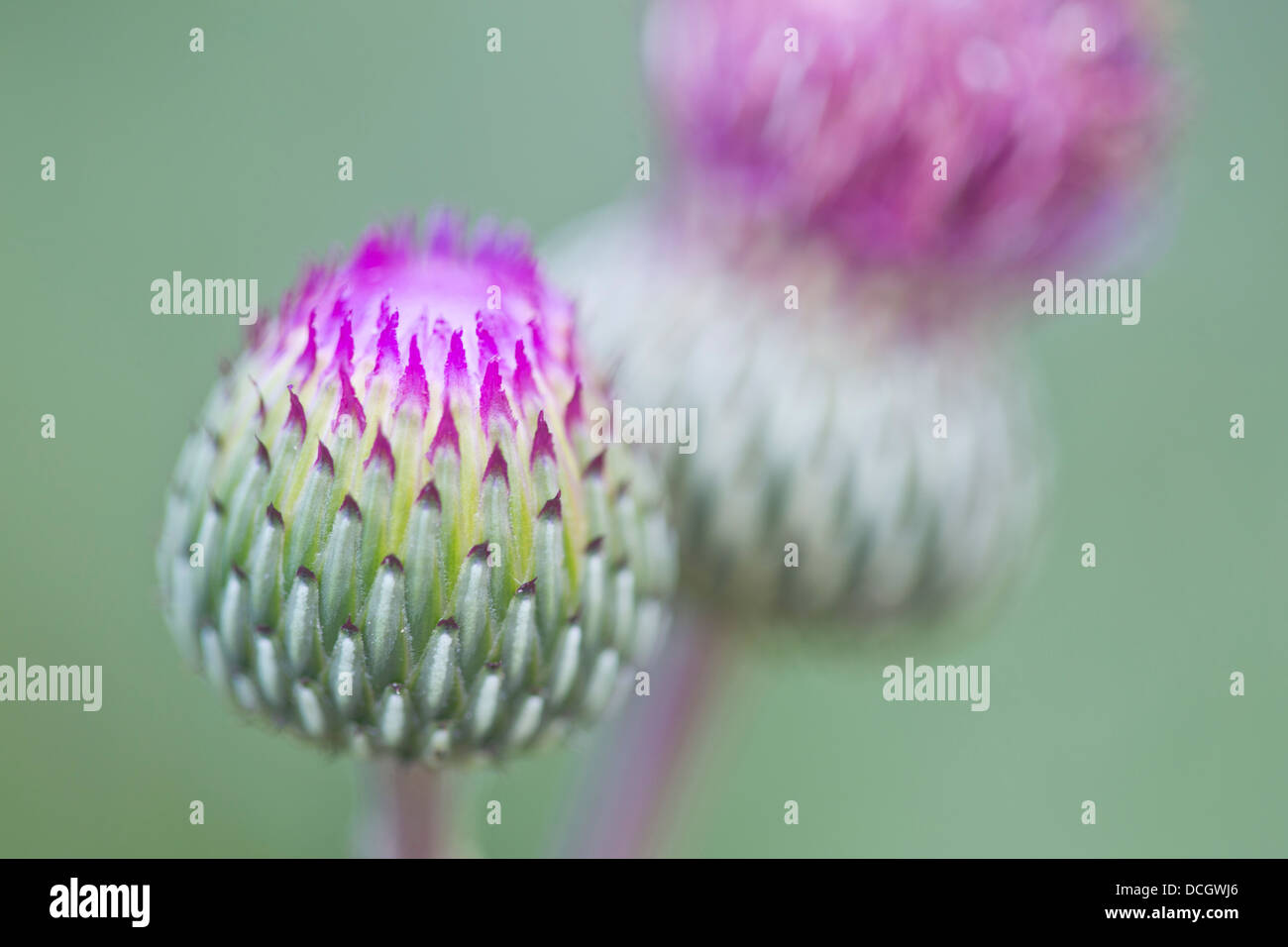 Rivulare atropurpureum hi-res stock photography and images - Alamy