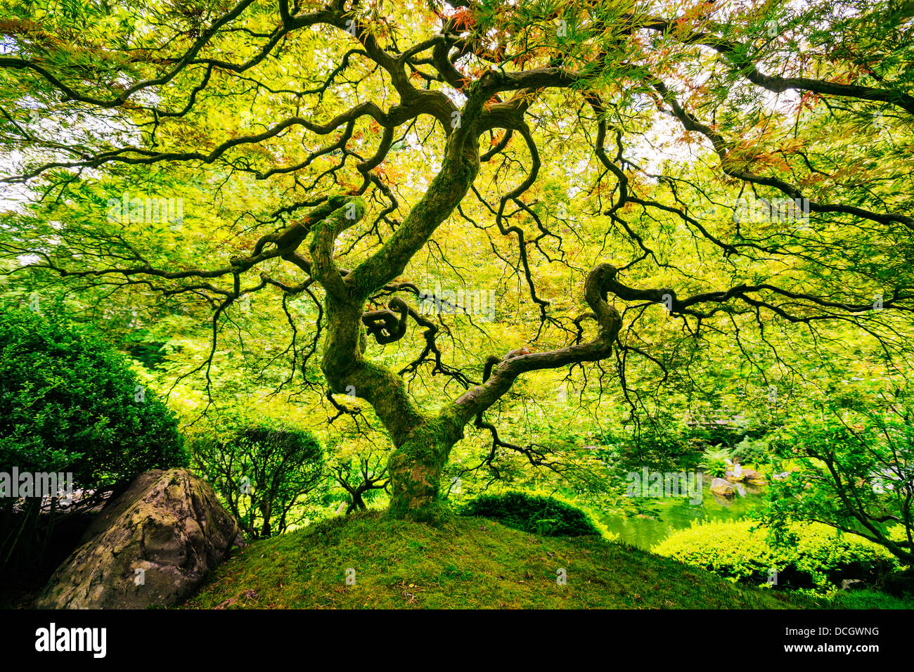 Amazing Green Japanese Maple Tree, Nature Garden Stock Photo - Alamy