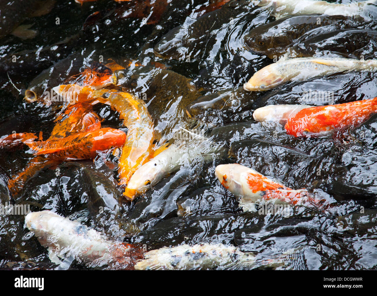 Overhead shot of koi Stock Photo - Alamy