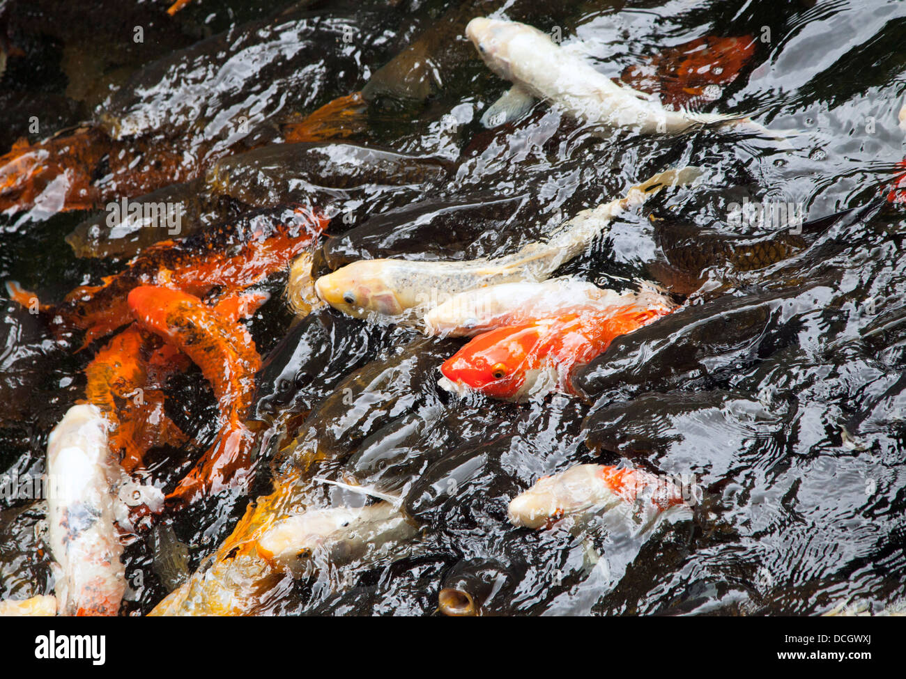 Overhead shot of koi Stock Photo - Alamy