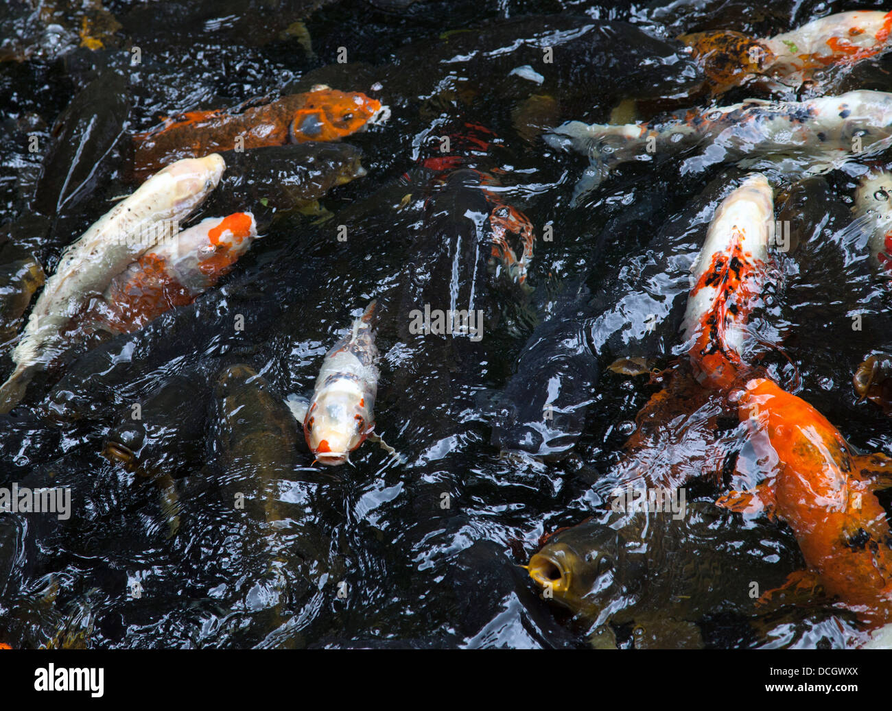 Swimmers backdrop hi-res stock photography and images - Alamy