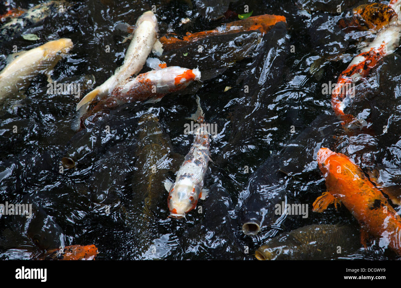 Shot koi carp swimming hi-res stock photography and images - Alamy